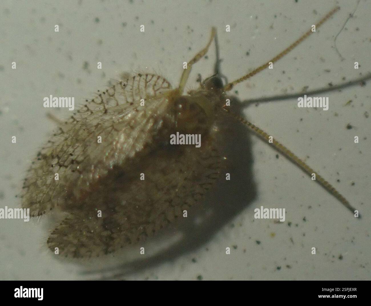 (Psectra nakaharai), Insecta, Wynyard TAS 7325, Australia Stock Photo ...