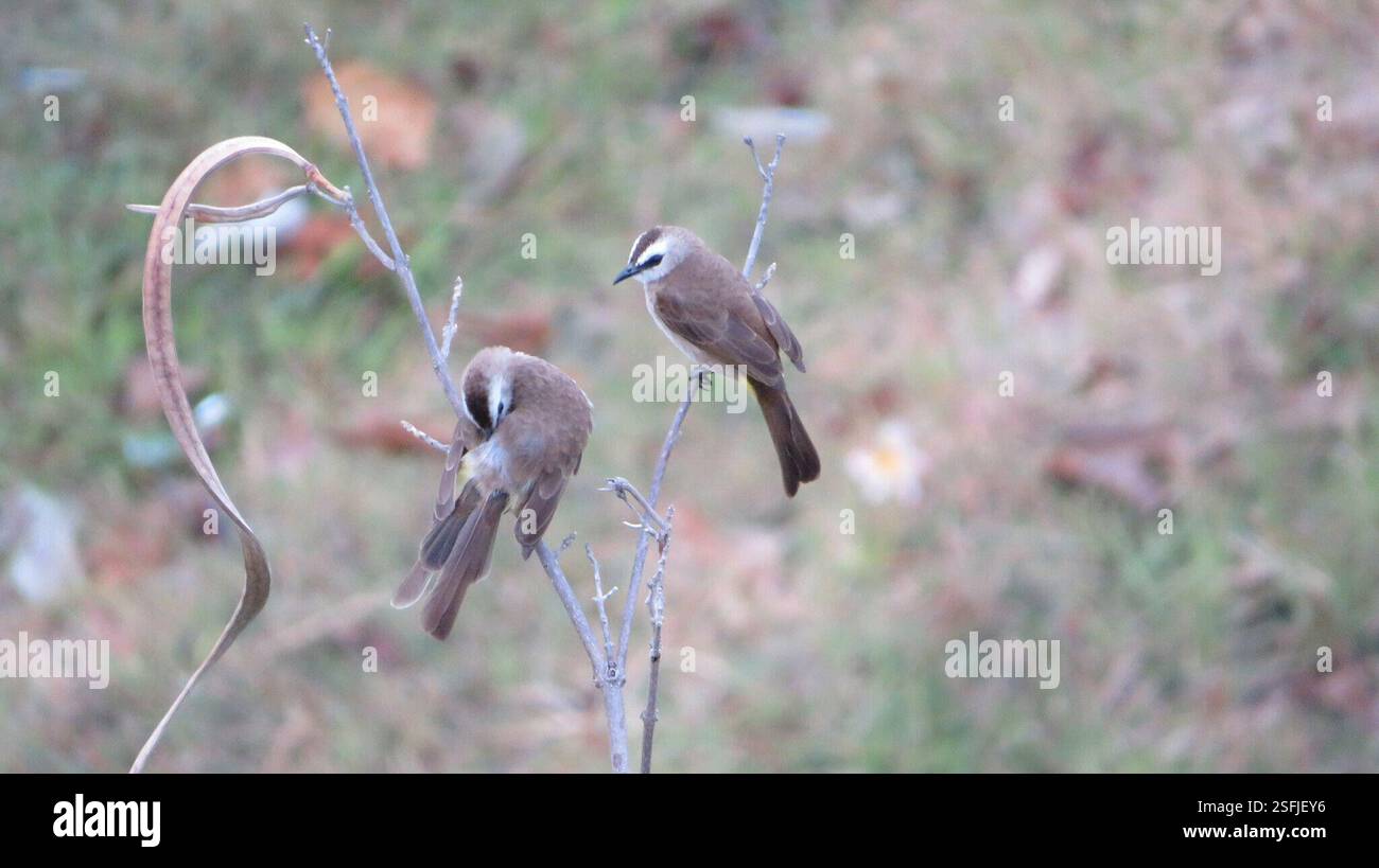 Yellow-vented Bulbul (Pycnonotus goiavier), Aves, Хуахин ...