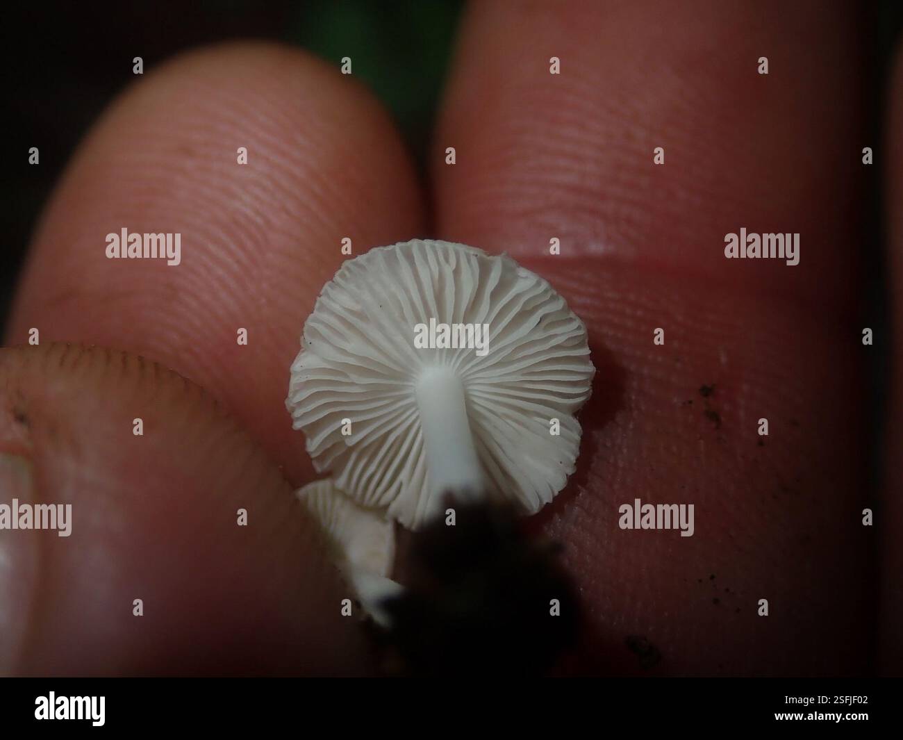 (Termitomyces microcarpus), Fungi, Ehlanzeni District Municipality ...