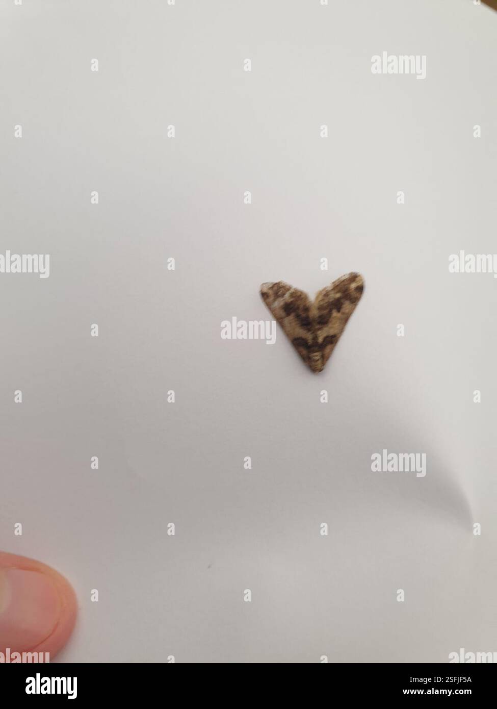 Spring Usher Moth (Agriopis leucophaearia), Insecta, Dumfries, UK Stock ...