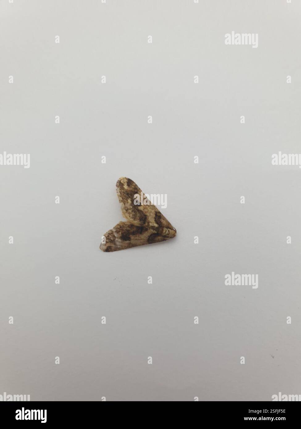 Spring Usher Moth (Agriopis leucophaearia), Insecta, Dumfries, UK Stock ...