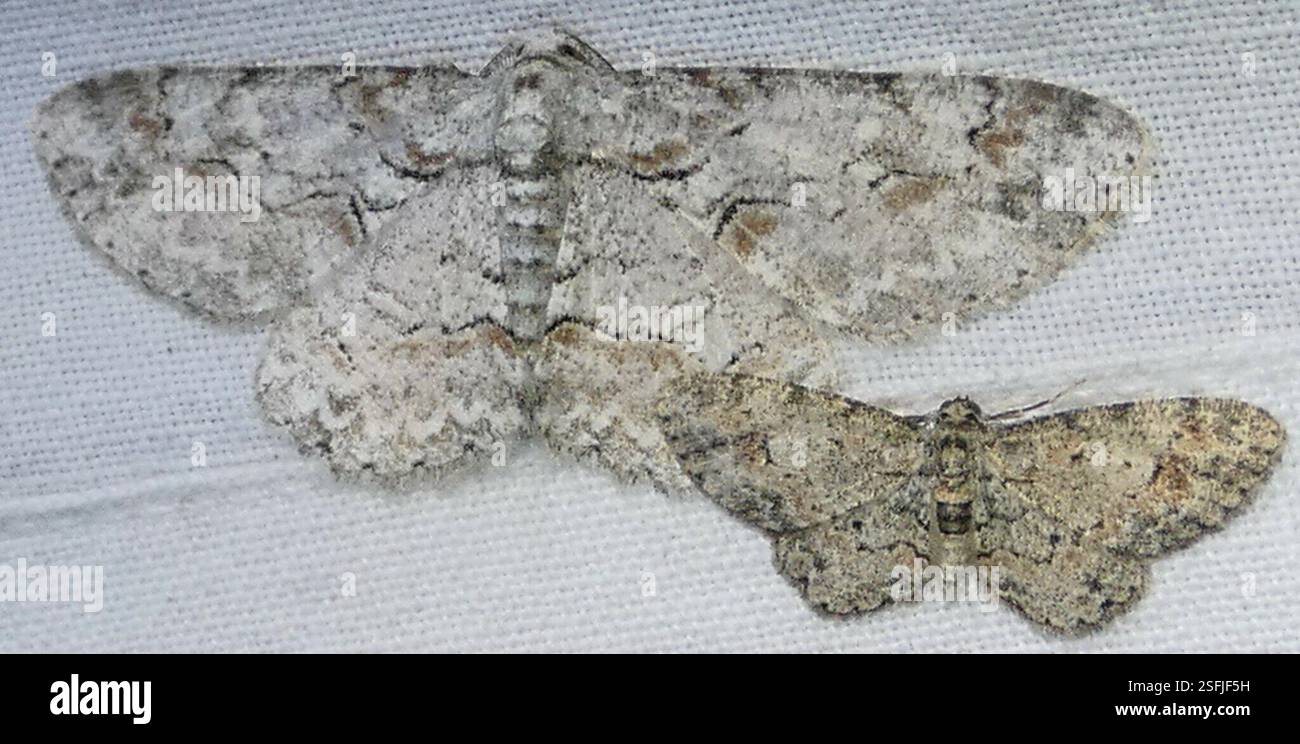 Texas Gray (Glenoides texanaria), Insecta, River Rd. Preserve: Putnam ...