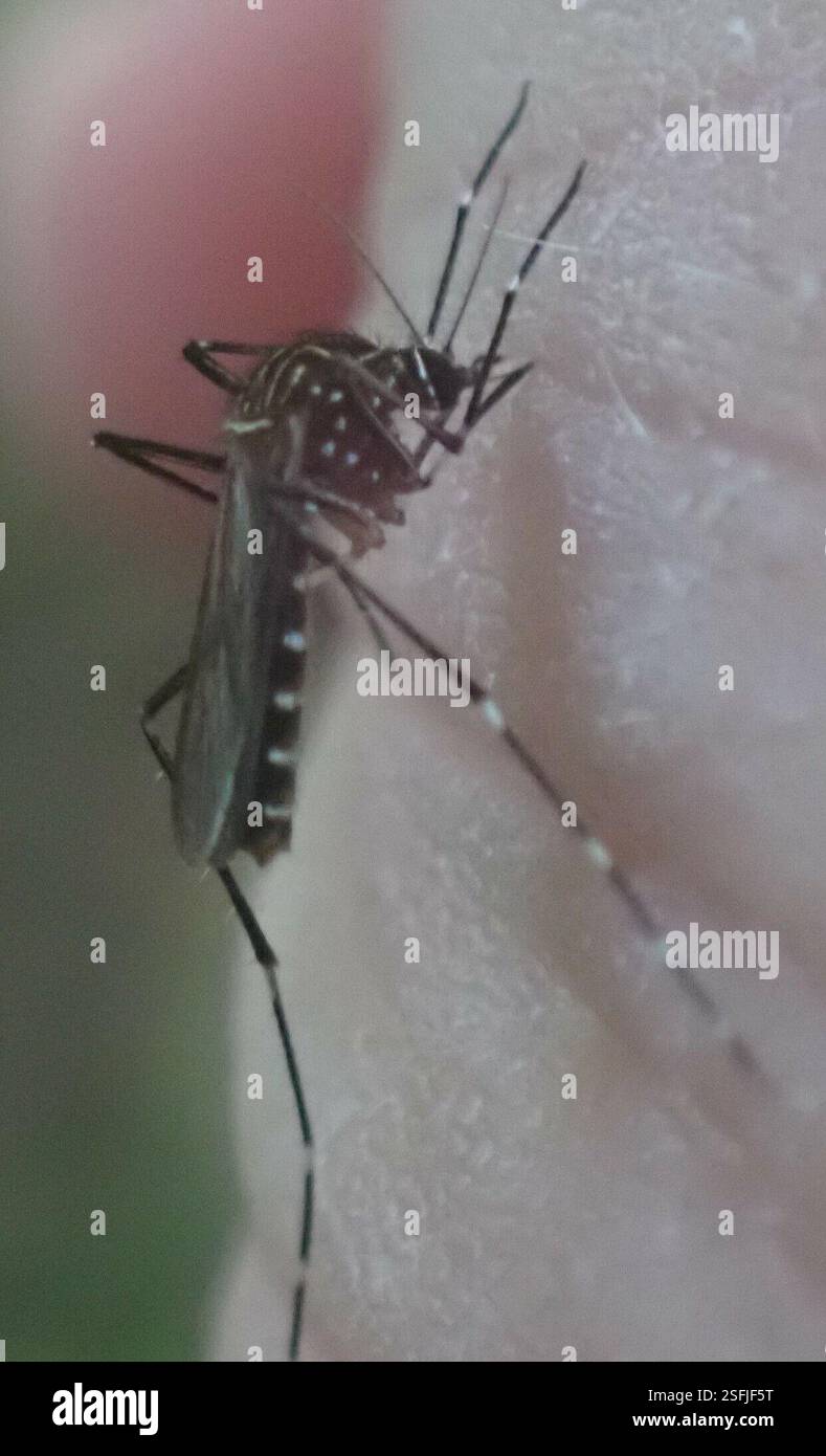 Striped Mosquito (Aedes notoscriptus), Insecta, Wynyard TAS 7325 ...