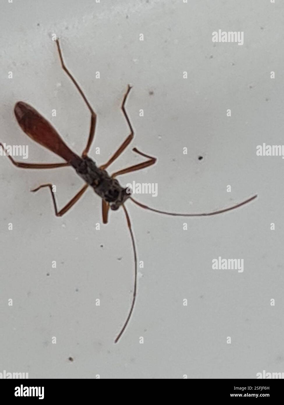 (Colobathristidae), Insecta, Klaaskreek, Suriname Stock Photo - Alamy