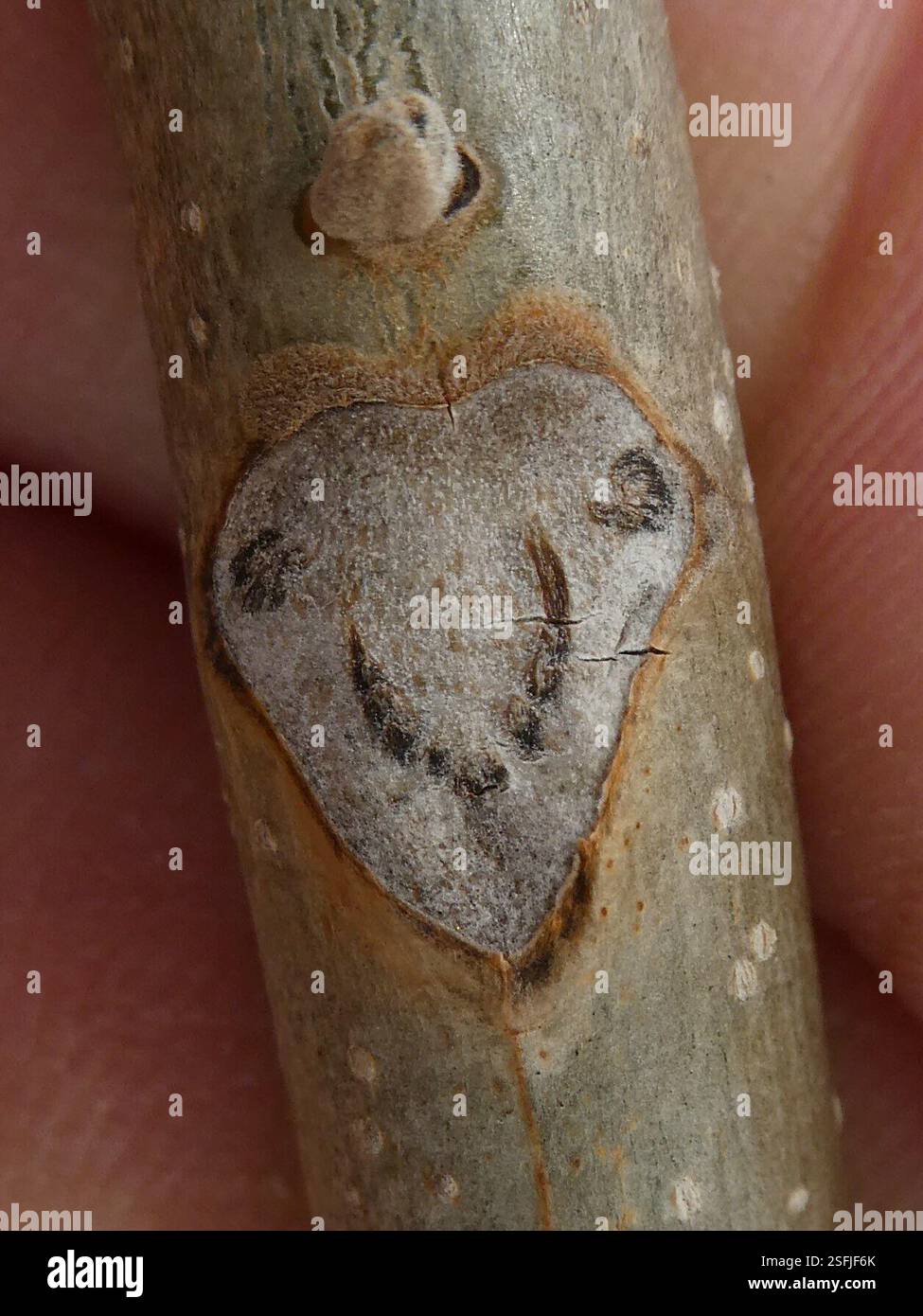 butternut canker (Ophiognomonia clavigignenti-juglandacearum), Fungi ...