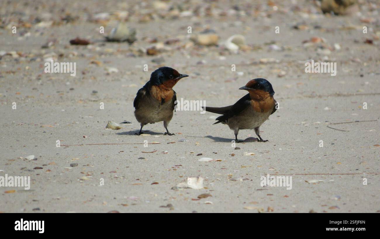 Pacific Swallow (Hirundo javanica), Aves, Краби, Таиланд Stock Photo ...