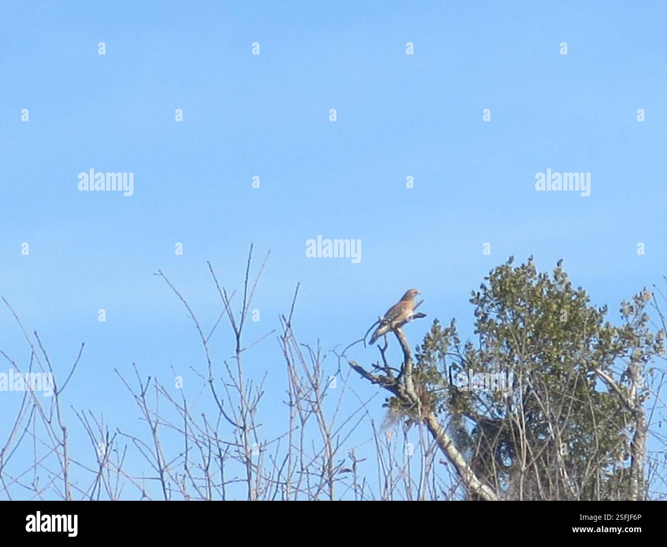 Red-shouldered Hawk (Buteo lineatus), Aves, Savannah, GA, USA Stock ...