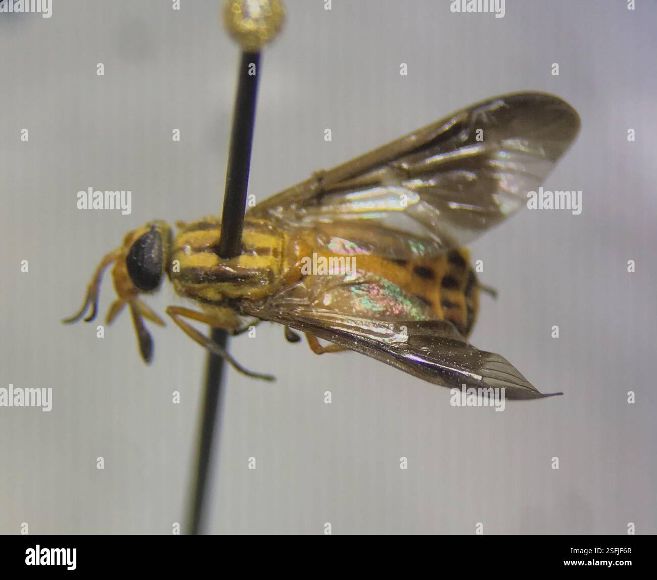 Striped Deer Fly (Chrysops vittatus), Insecta, Indian Cave State Park ...