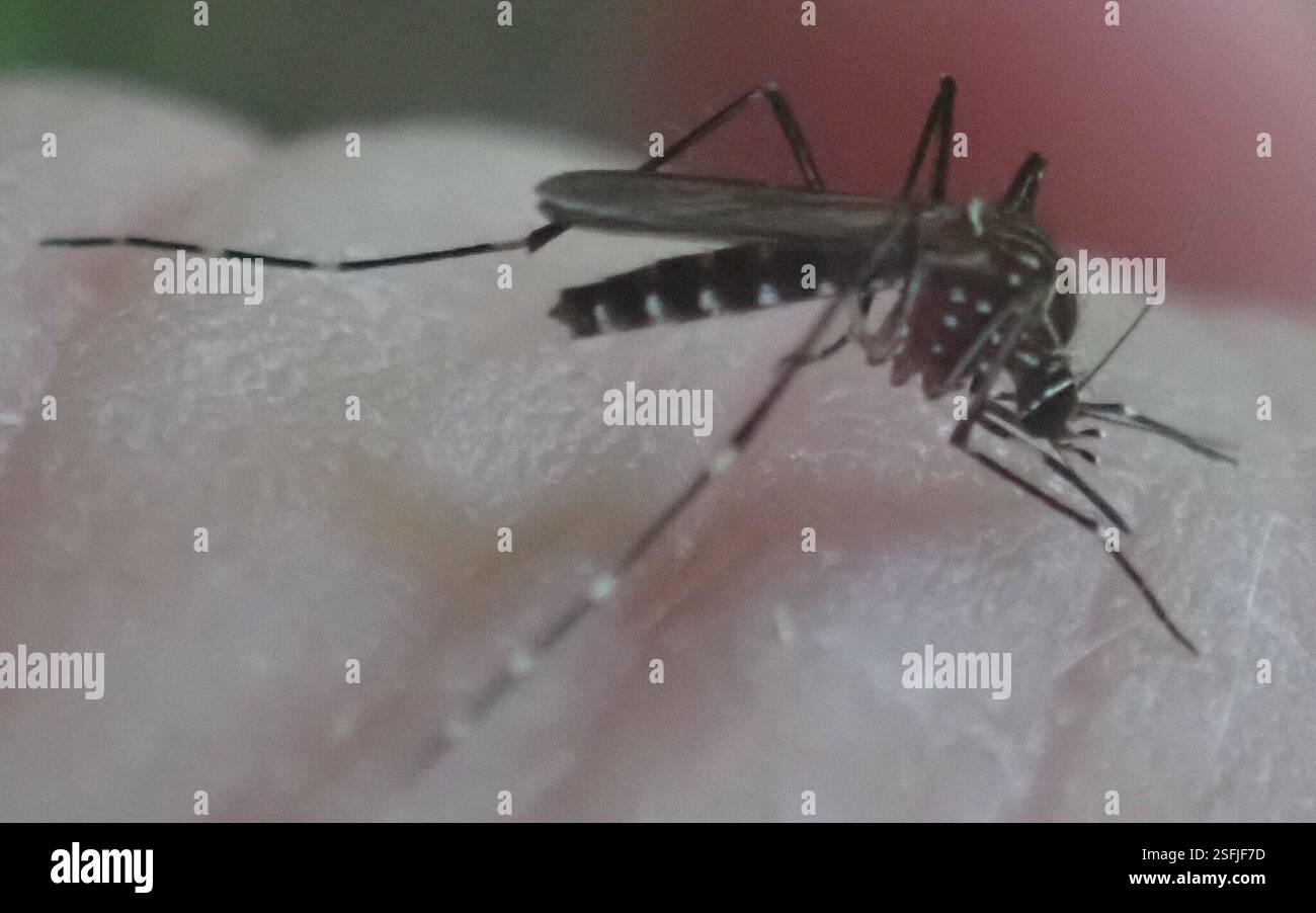 Striped Mosquito (Aedes notoscriptus), Insecta, Wynyard TAS 7325 ...