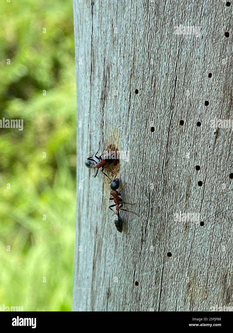 Arboreal Bicolored Slender Ant (Tetraponera rufonigra), Insecta, Краби ...