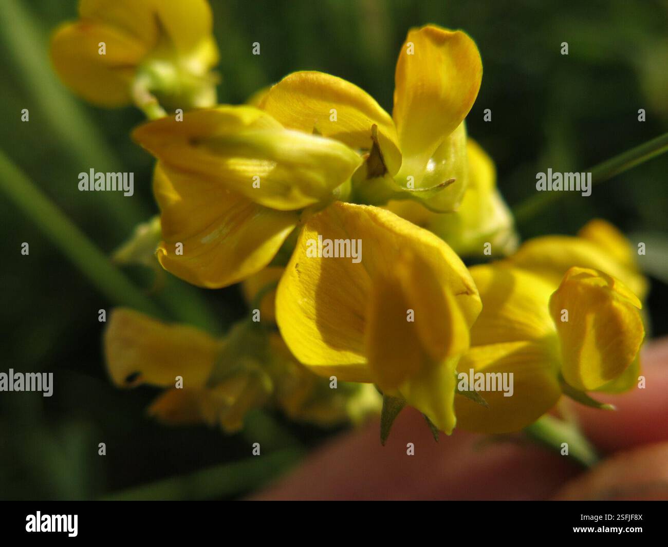 Round Pod Rattle Bush (Crotalaria globifera), Plantae, uMgungundlovu ...