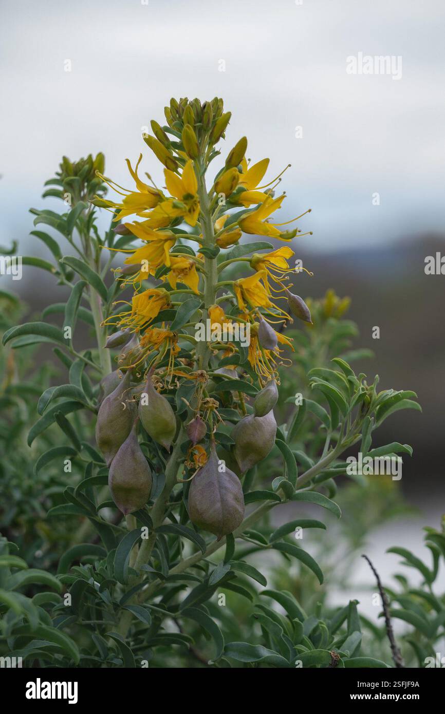 Bladderpod (Cleomella arborea), Plantae, Torrance, CA, USA Stock Photo ...