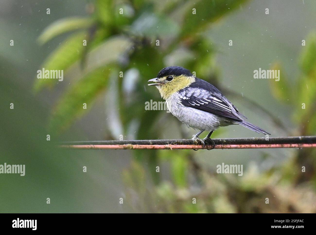 Barred Becard (Pachyramphus versicolor), Aves, Amagusa Preserva, Pacto ...