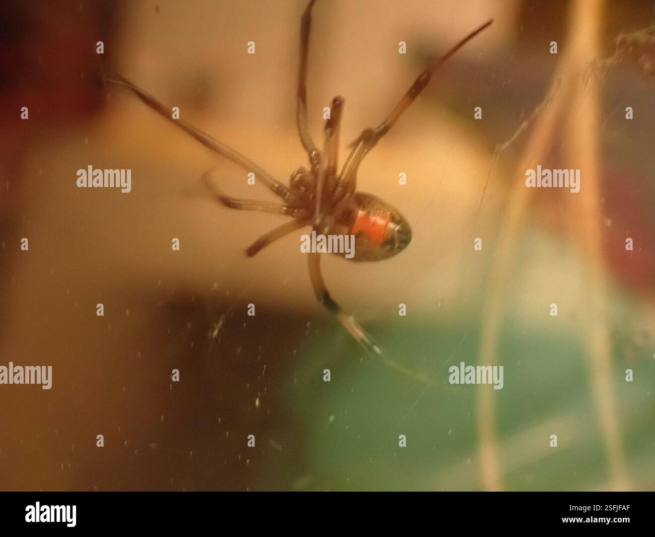 Brown Widow (Latrodectus geometricus), Arachnida, North Carolina, US ...