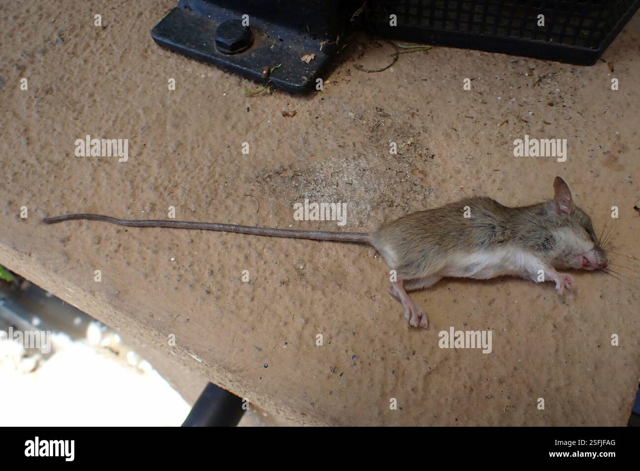 Woodland Thicket Rat (Grammomys dolichurus), Mammalia, Jakkalsbessie ...