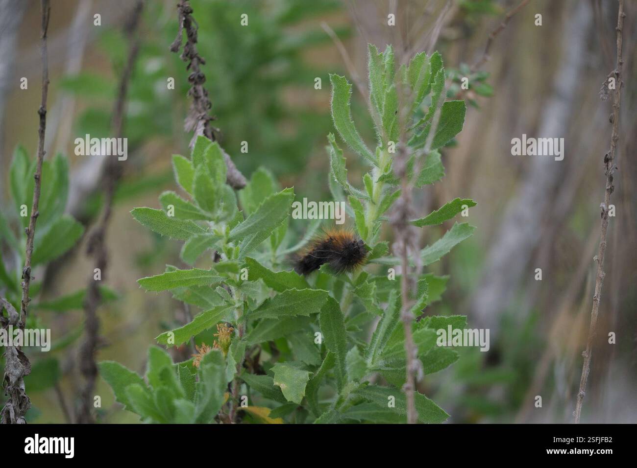 Salt Marsh Moth (Estigmene acrea), Insecta, Torrance, CA, USA Stock ...