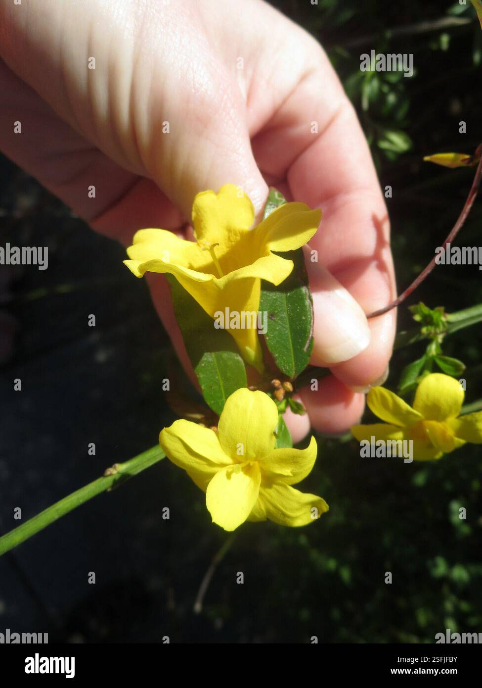 yellow jessamine (Gelsemium sempervirens), Plantae, Windsor Forest ...