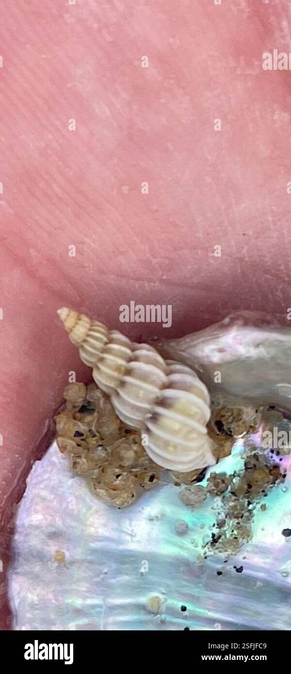 Painted Wentletrap (Epitonium tinctum), Mollusca, Monterey Bay, Monterey, CA, US Stock Photo - Alamy