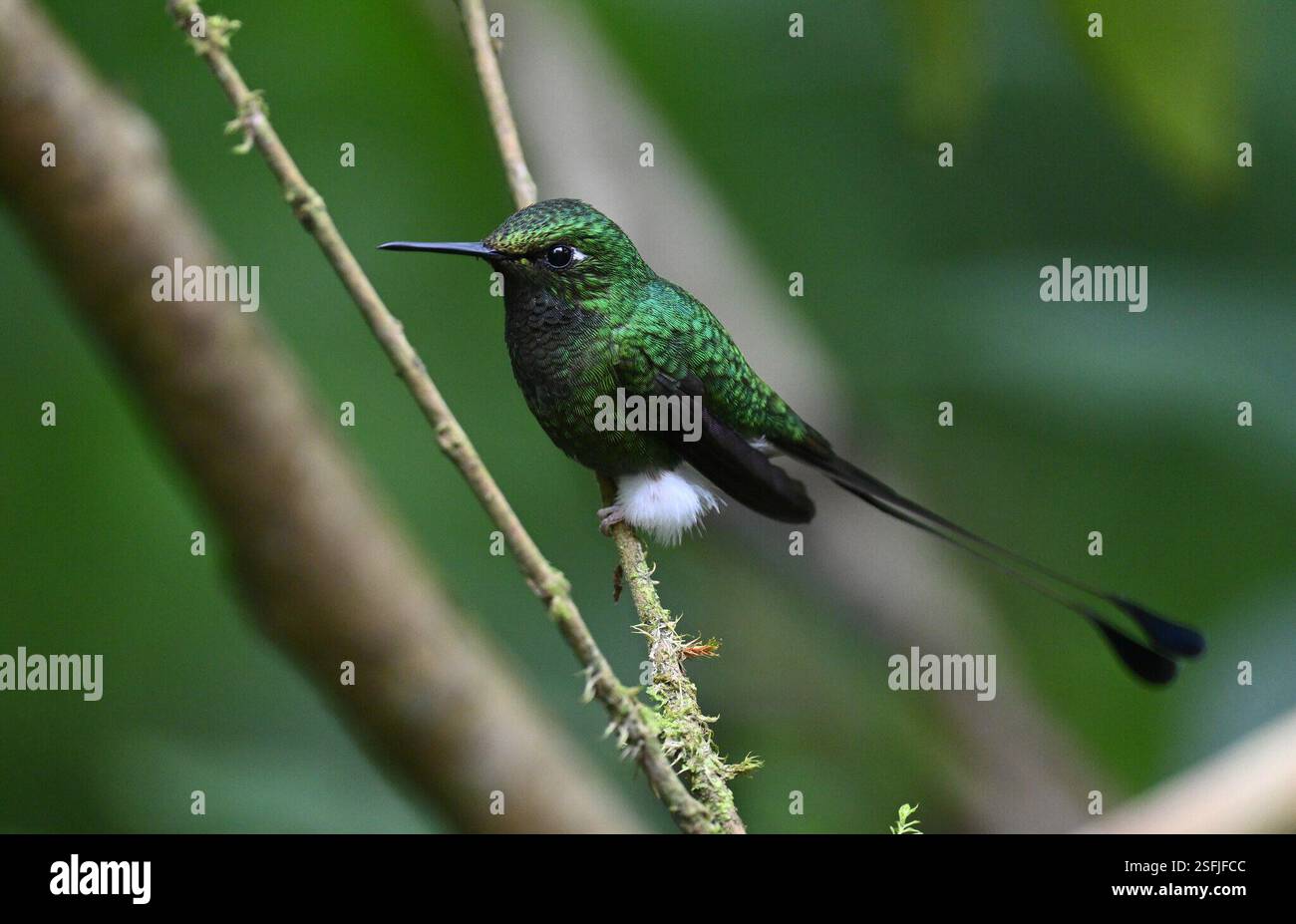 White-booted Racket-tail (Ocreatus underwoodii), Aves, Mirador Guaycapi ...