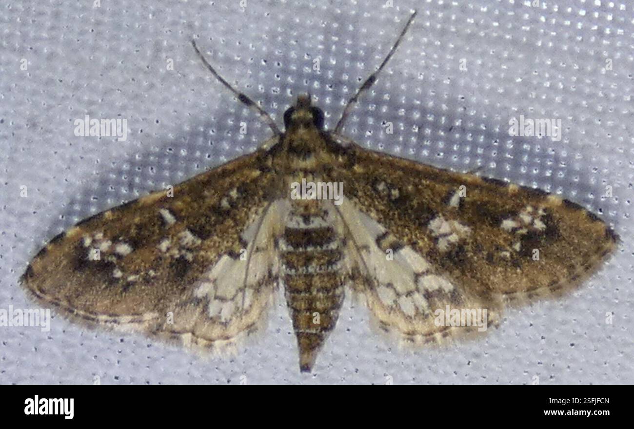 Salvinia Stem Borer Moth (Samea multiplicalis), Insecta, River Rd ...