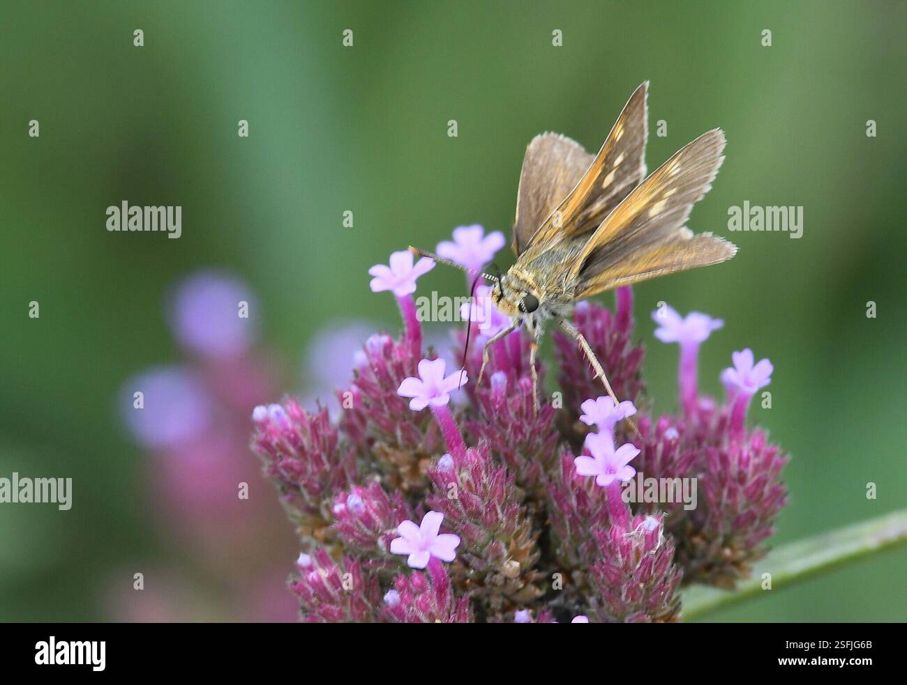 Tawny-edged Skipper (Polites themistocles), Insecta, Bellefontaine ...