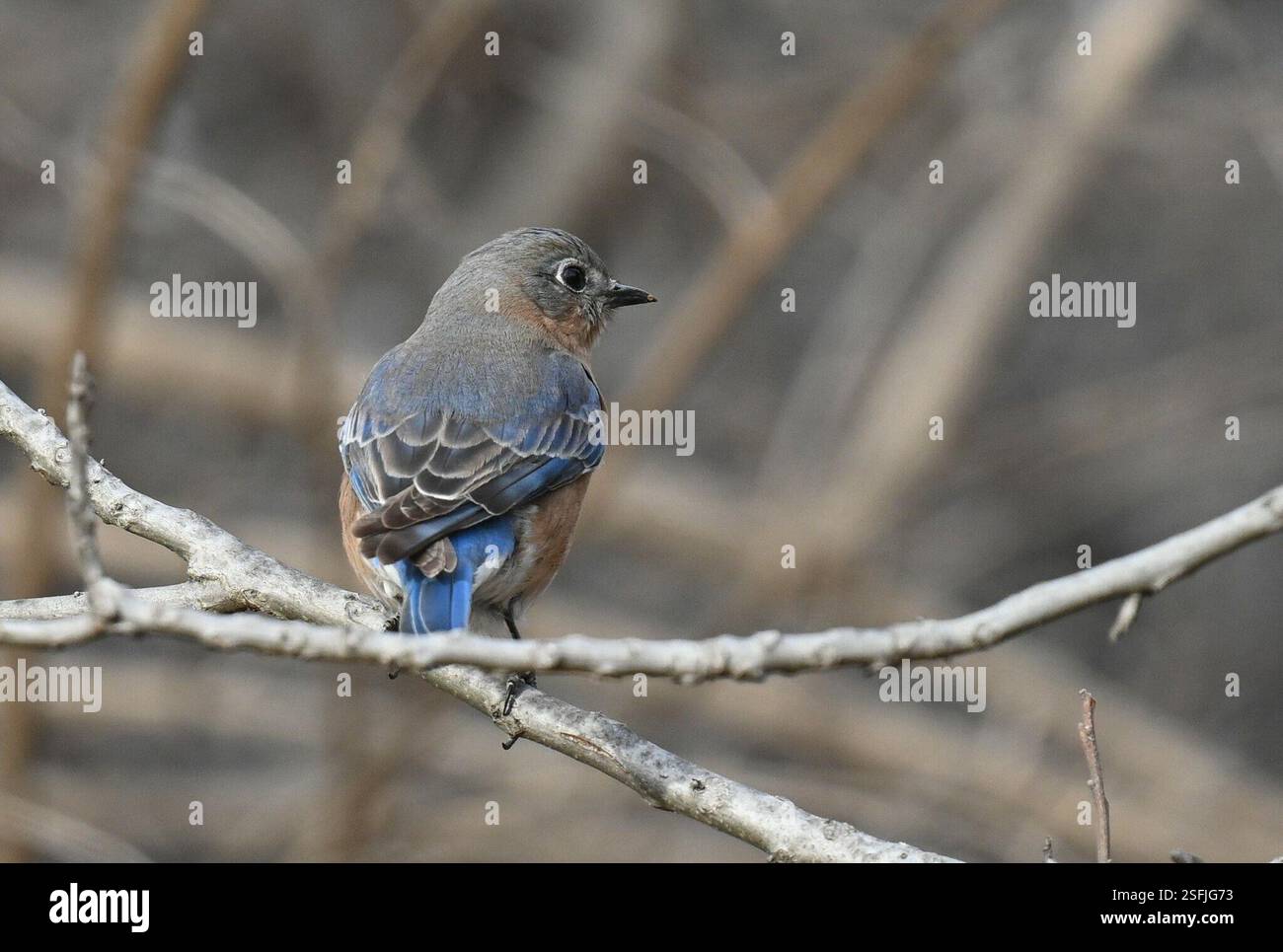 Eastern Bluebird (Sialia sialis), Aves, Kircher Park, 25 Williams Rd ...
