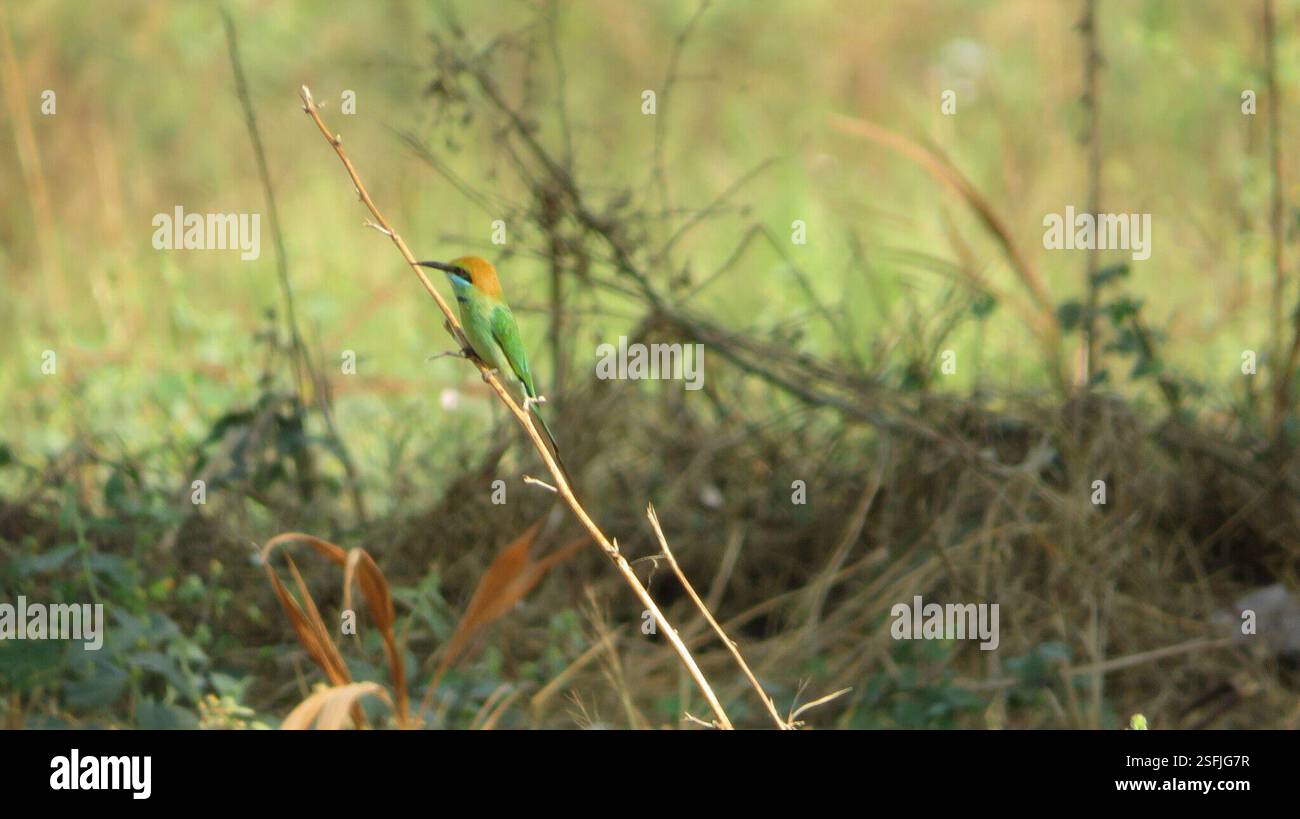 Asian Green Bee-eater (Merops orientalis), Aves, Хуахин ...