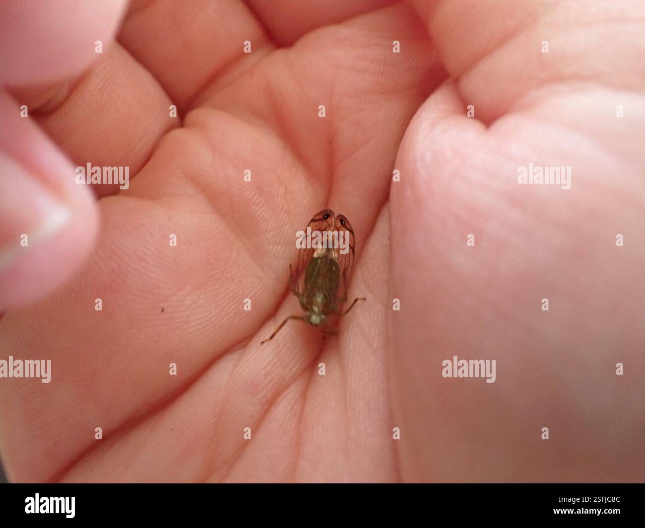 True Bugs, Hoppers, Aphids, and allies (Hemiptera), Insecta, Caravonica ...