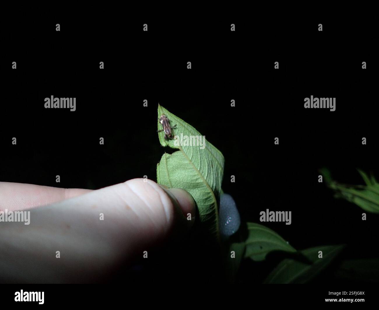 Insects (Insecta), Insecta, Lahad Datu, Sabah, Malaysia Stock Photo - Alamy