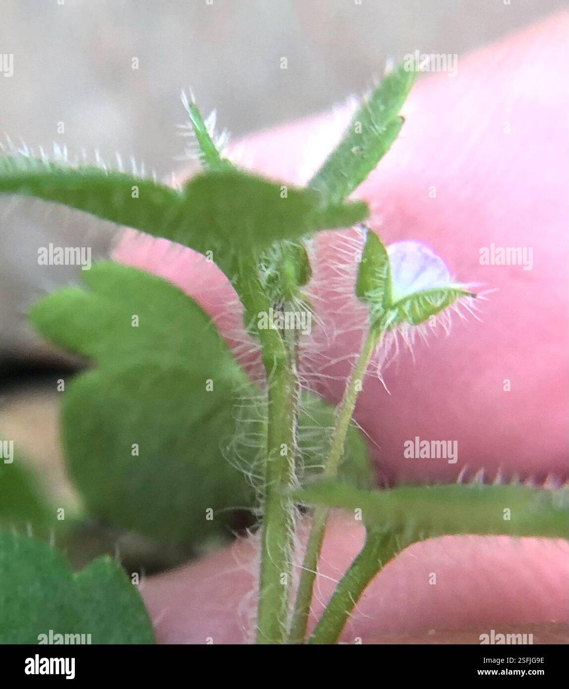 Ivy-leaved Speedwell (Veronica hederifolia), Plantae, Boyce Rd ...