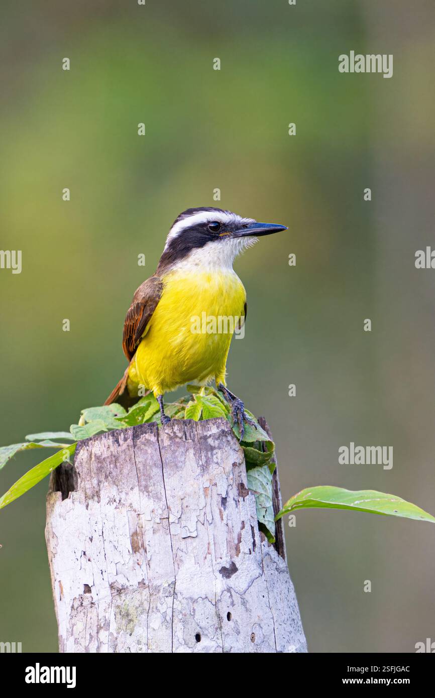 The great kiskadee, Pitangus sulphuratus, called bem-te-vi, pitogue etc ...