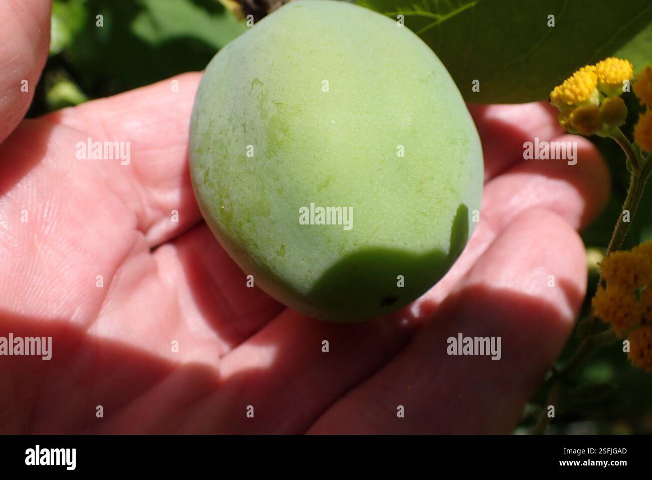 white passionflower (Passiflora subpeltata), Plantae, uMgungundlovu ...