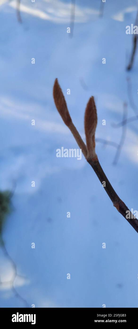 hobblebush (Viburnum lantanoides), Plantae, Dobson Rd, Riverview, NB ...