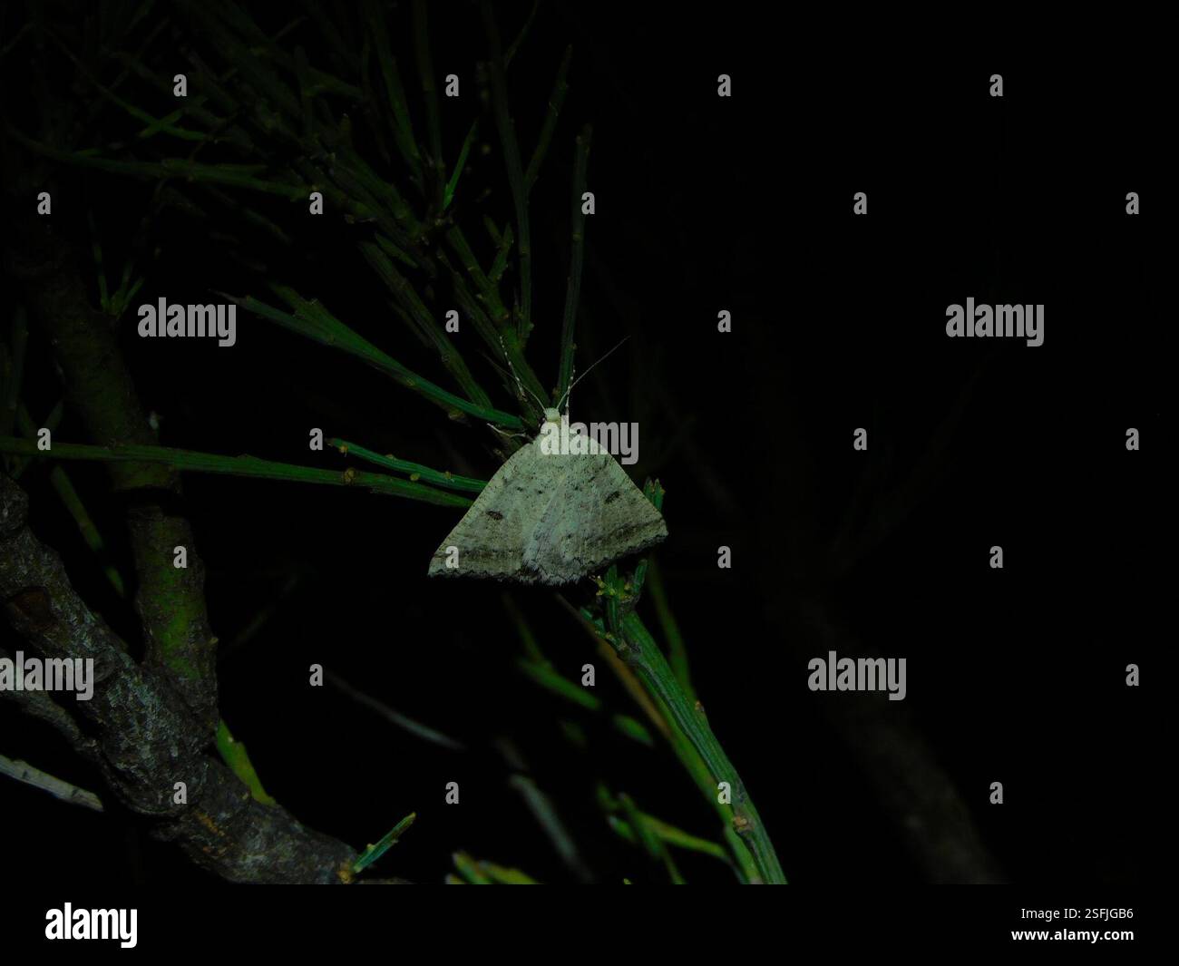 Ring Cape Moth (Amelora zophopasta), Insecta, Hobart TAS, Australia ...