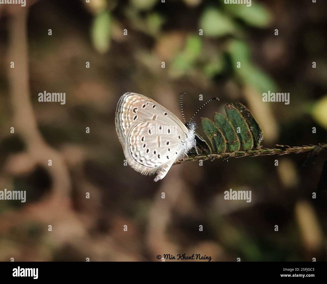 Tiny Grass Blue (Zizula hylax), Insecta, Kawkareik Stock Photo - Alamy