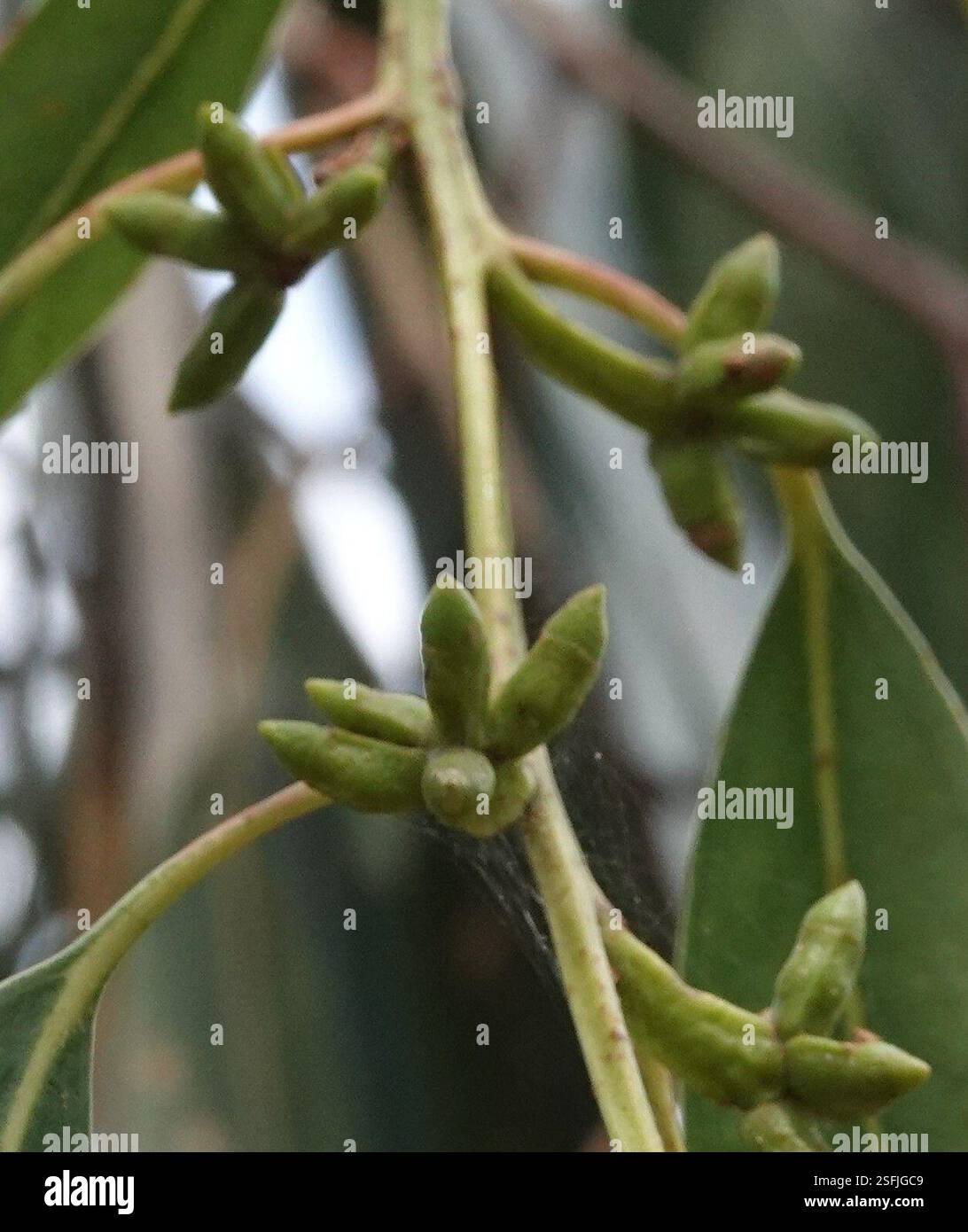 Long-leaved Box (Eucalyptus goniocalyx), Plantae, Heathmont VIC 3135 ...