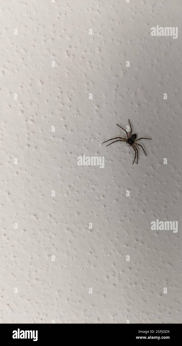 Running Crab Spiders (Philodromus), Arachnida, Waukesha County, WI, USA ...