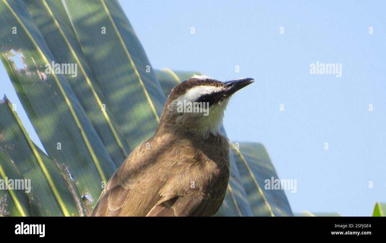 Yellow-vented Bulbul (Pycnonotus goiavier), Aves, Краби, Таиланд Stock ...