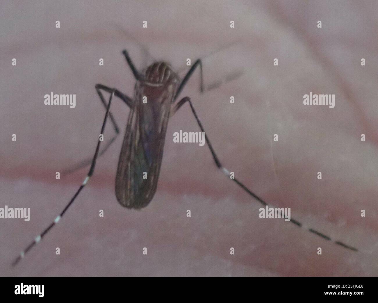 Striped Mosquito (Aedes notoscriptus), Insecta, Wynyard TAS 7325 ...