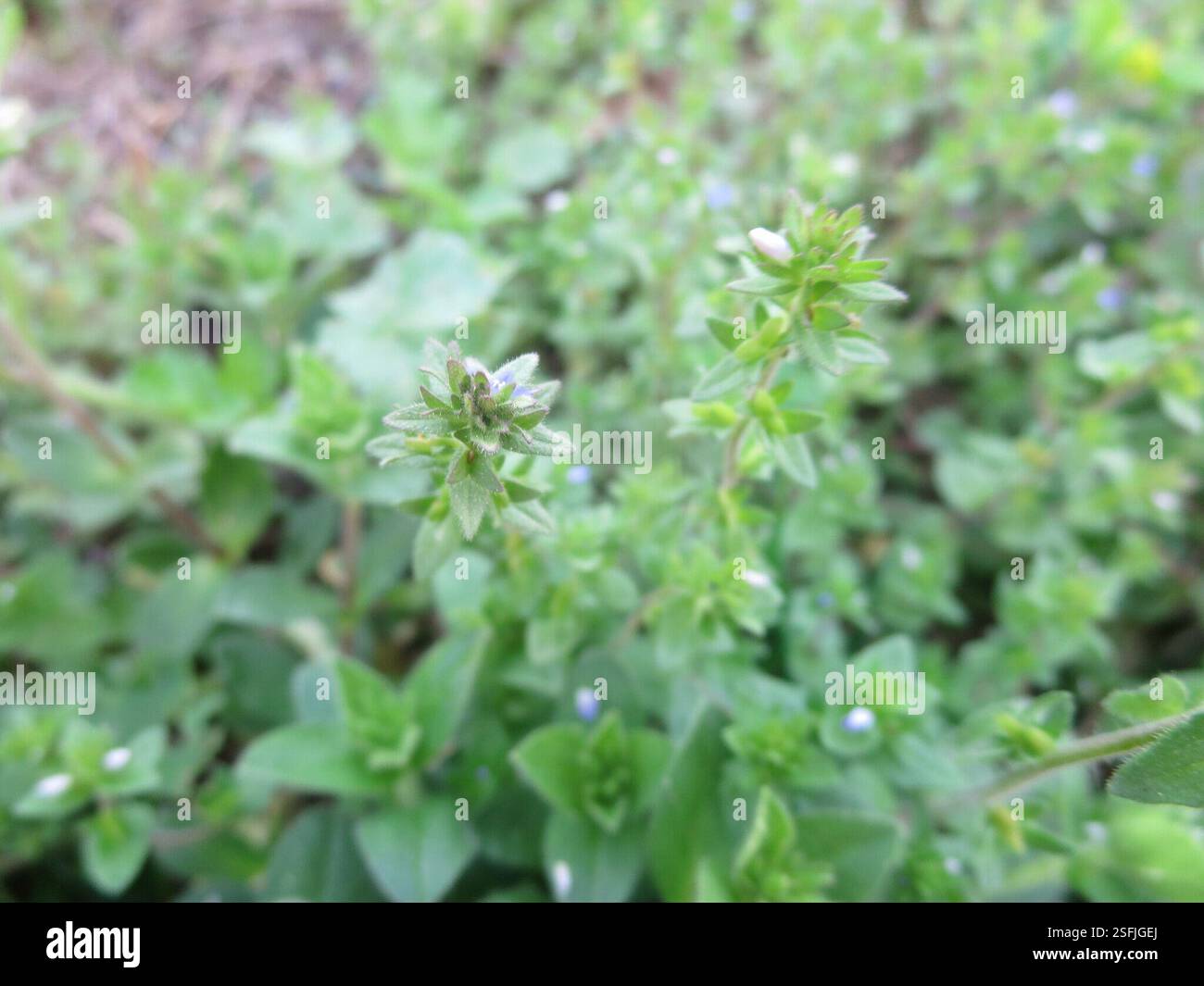 corn speedwell (Veronica arvensis), Plantae, Savannah, GA, USA Stock ...
