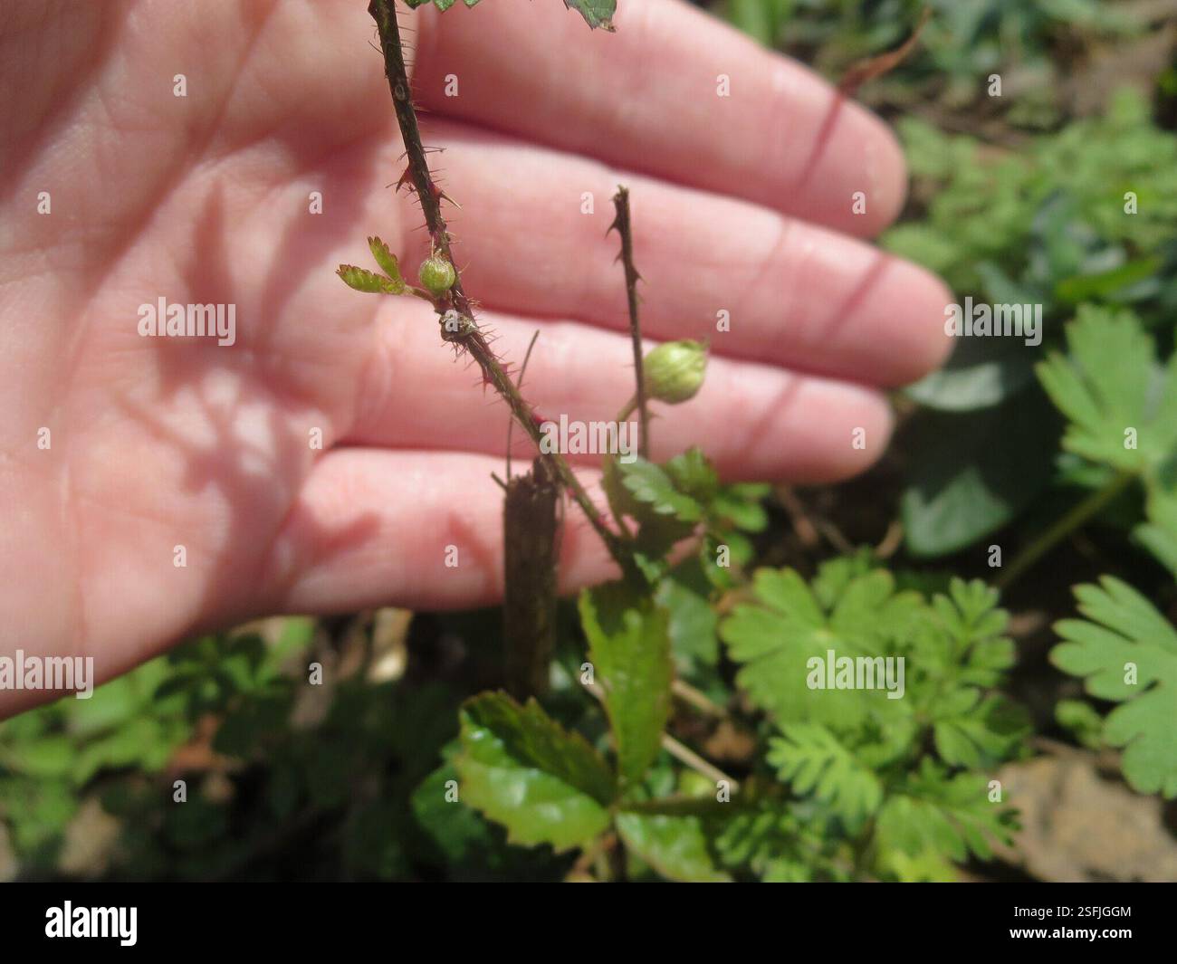 southern dewberry (Rubus trivialis), Plantae, Savannah, GA, USA Stock ...