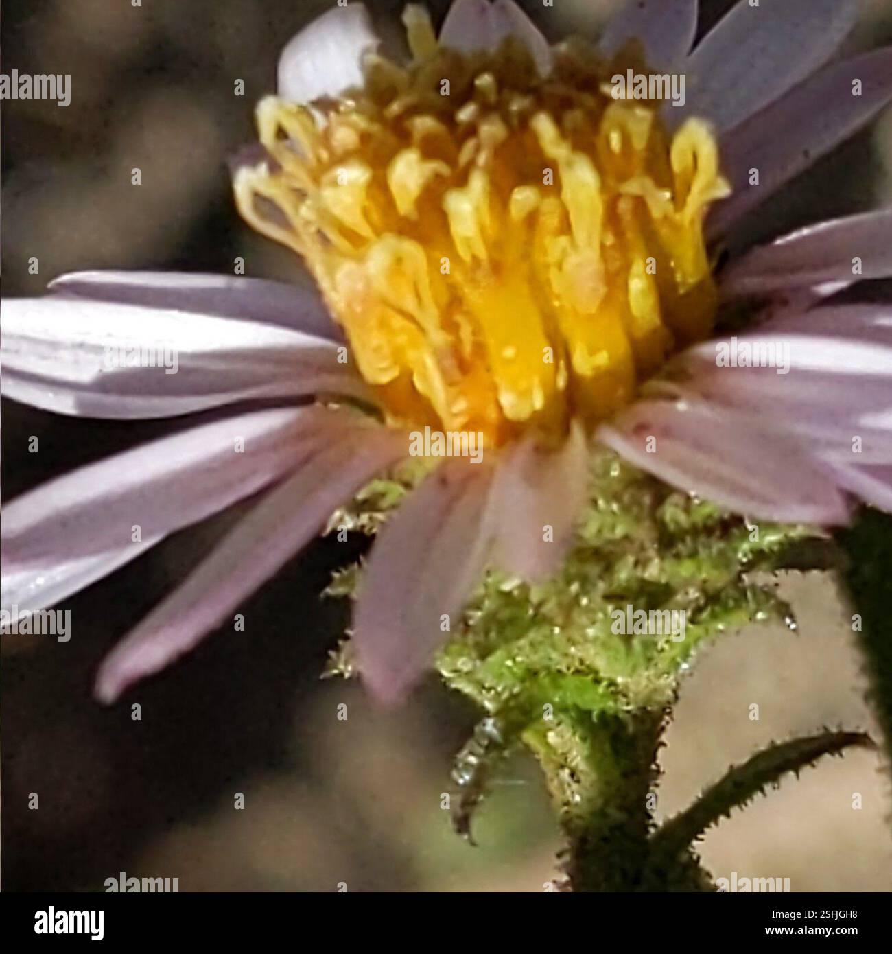 California Aster (Corethrogyne filaginifolia), Plantae, Southridge ...