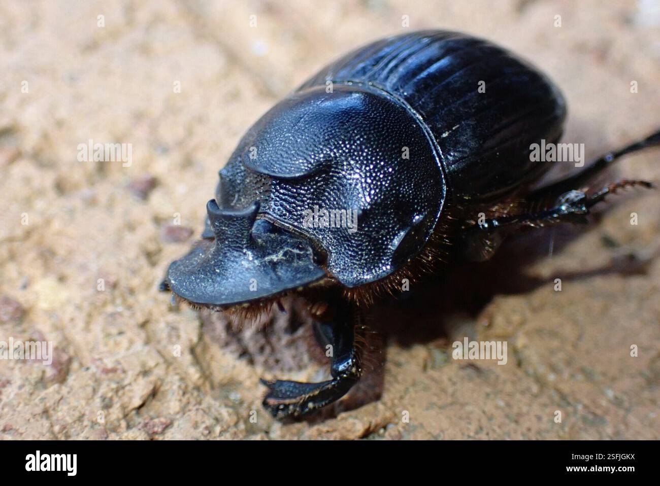 (Copris elphenor), Insecta, Sabiepark, Sabie Park, 1260, South Africa ...