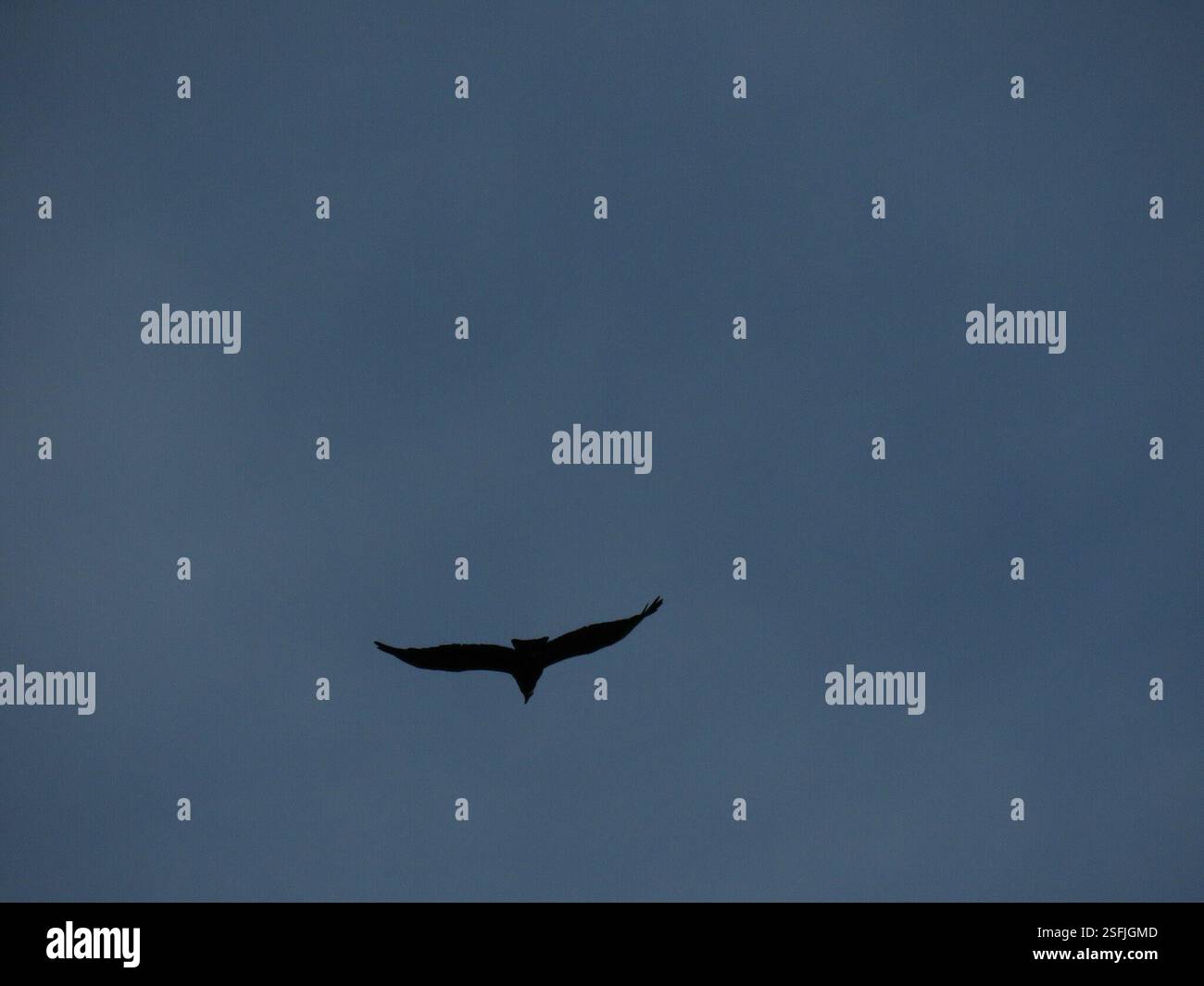 Andean Condor (Vultur gryphus), Aves, Ushuaia, AR-TF, AR Stock Photo ...