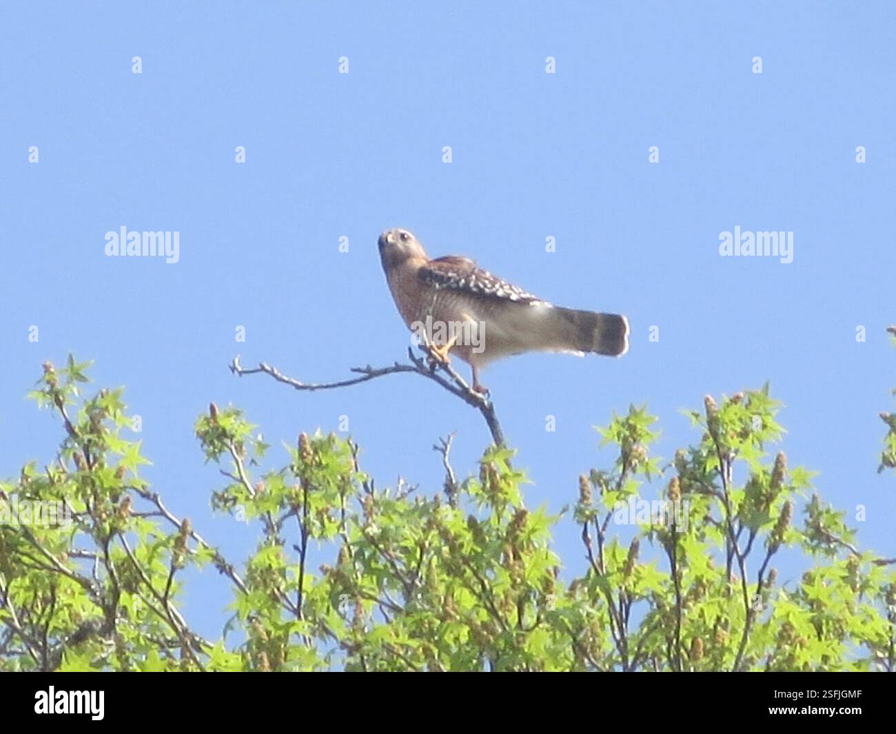 Red-shouldered Hawk (Buteo lineatus), Aves, Windsor Forest, Savannah ...