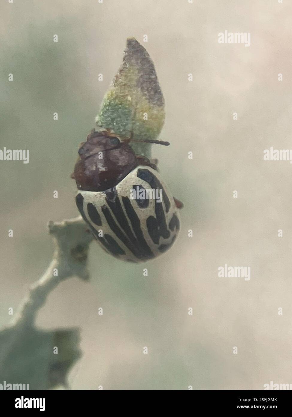 Ambrosia Leaf Beetle (Calligrapha tortuosa), Insecta, Mojave National ...