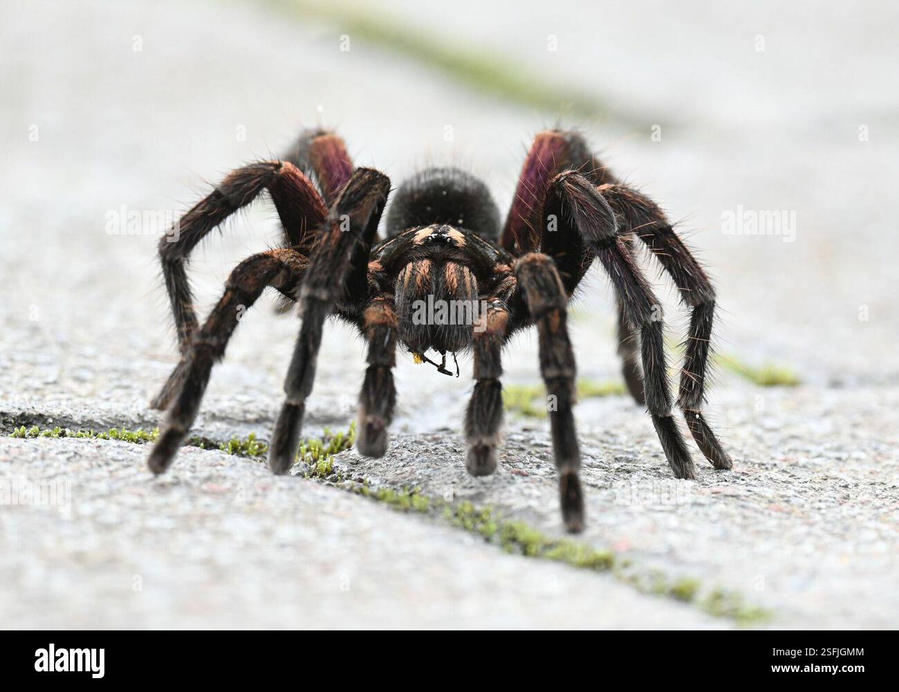 (Pamphobeteus), Arachnida, Nanegalito, Ecuador, Help on ID? This spider ...