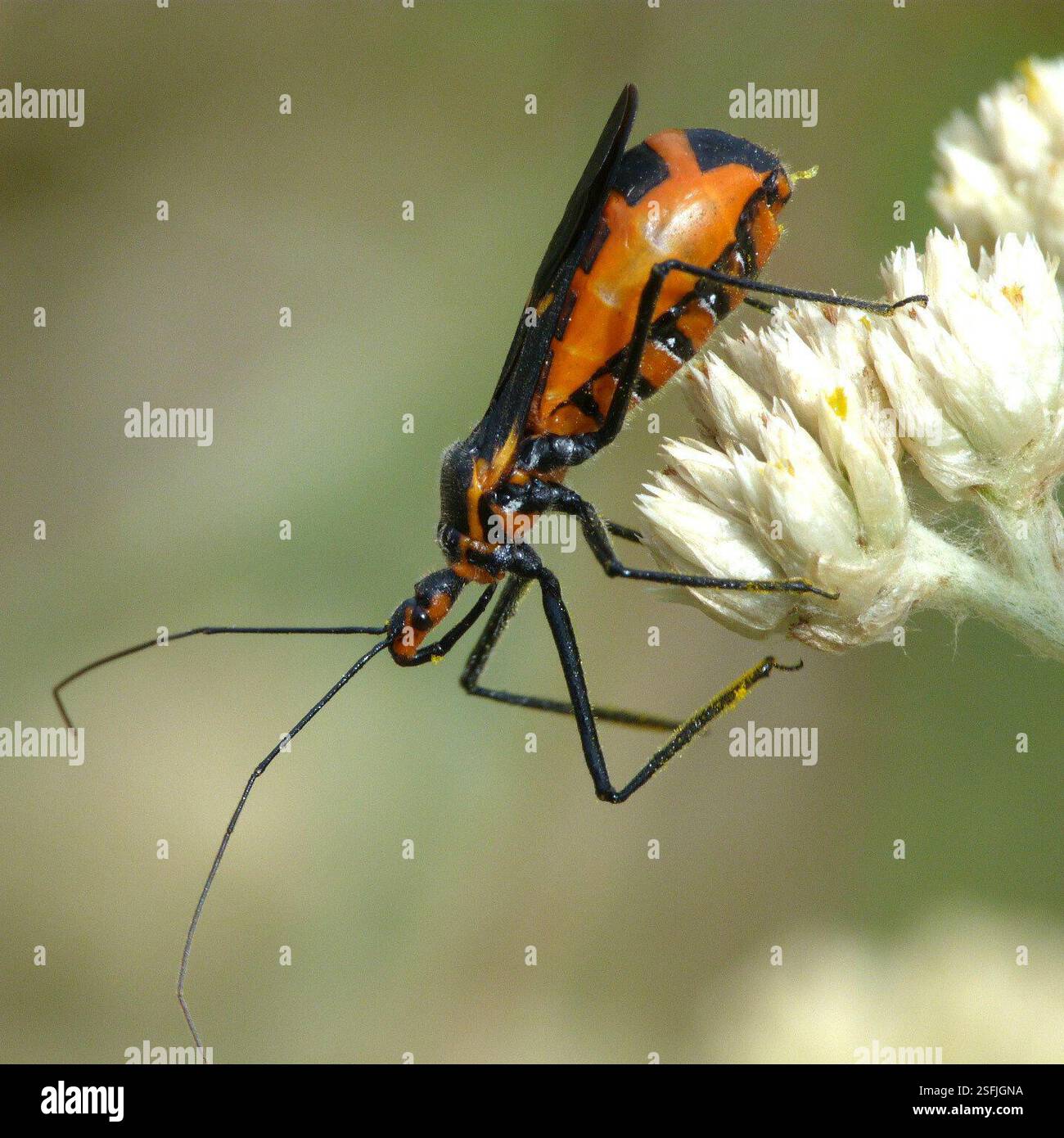 Milkweed Assassin Bug (Zelus longipes), Insecta, Guasca, Cundinamarca, Colombia Stock Photo - Alamy