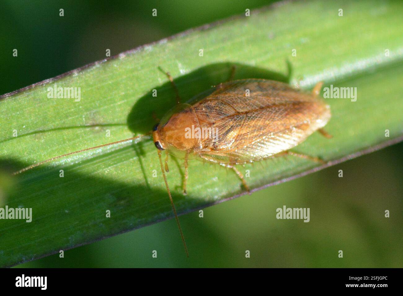 Amber Wood Cockroach (Ectobius vittiventris), Insecta, 5072 Oeschgen ...