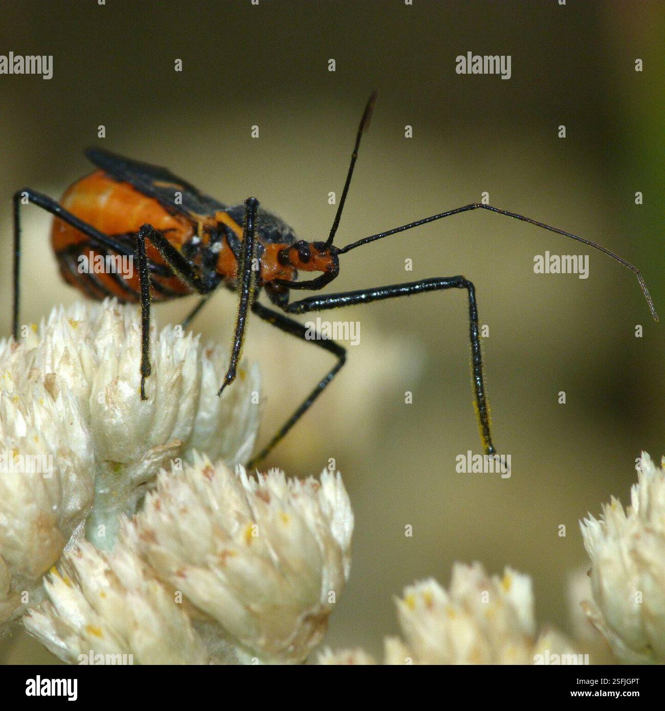 Milkweed Assassin Bug (Zelus longipes), Insecta, Guasca, Cundinamarca, Colombia Stock Photo - Alamy